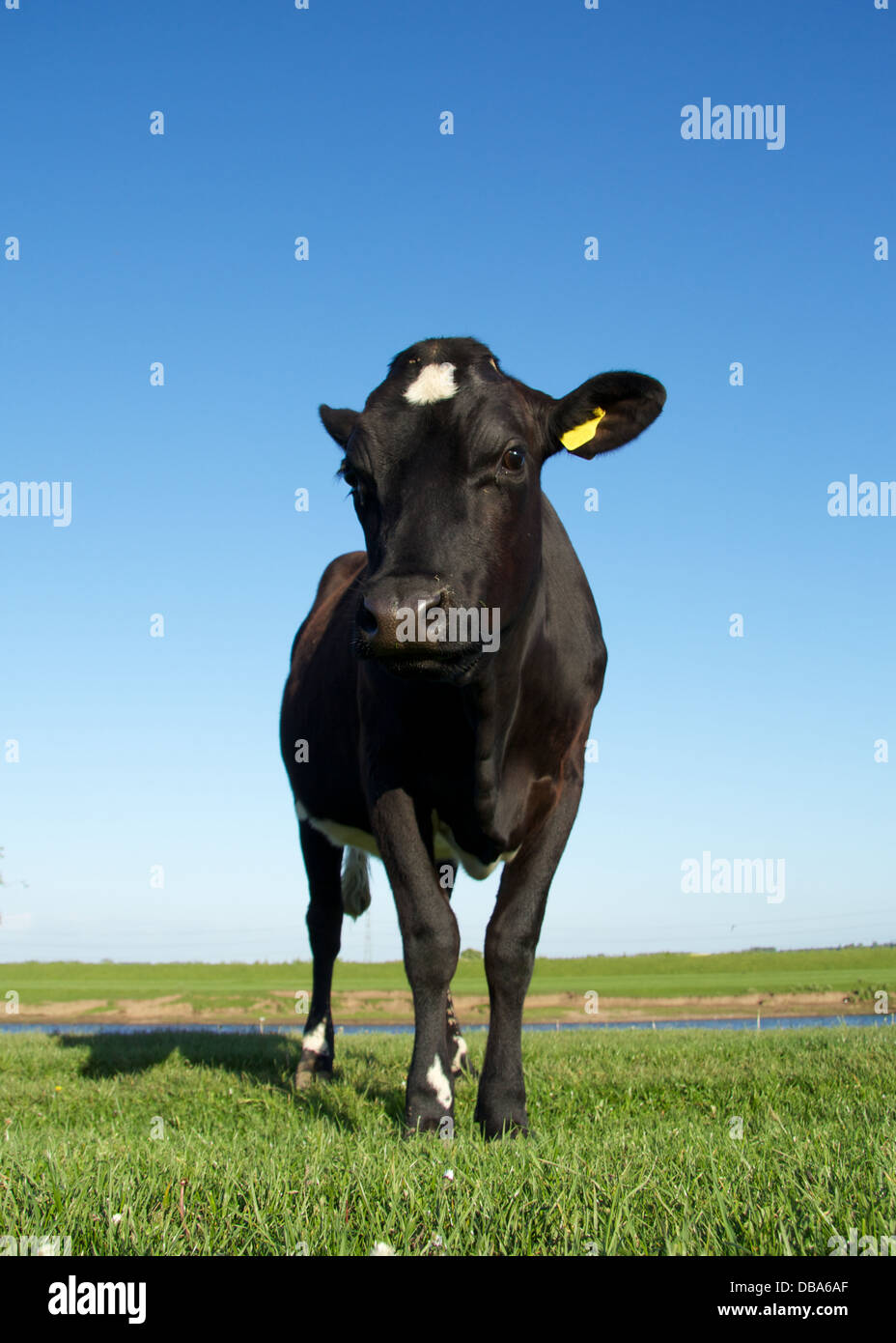 Not sure Meadow Cow Stock Photo - Alamy