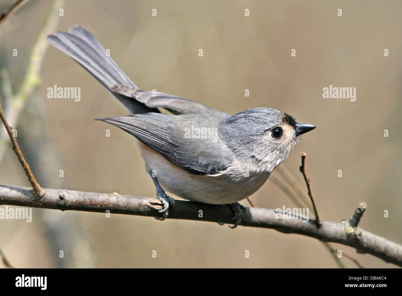 A Cute Little Bird, The Tufted Titmouse, Parus bicolor, In A Unique ...