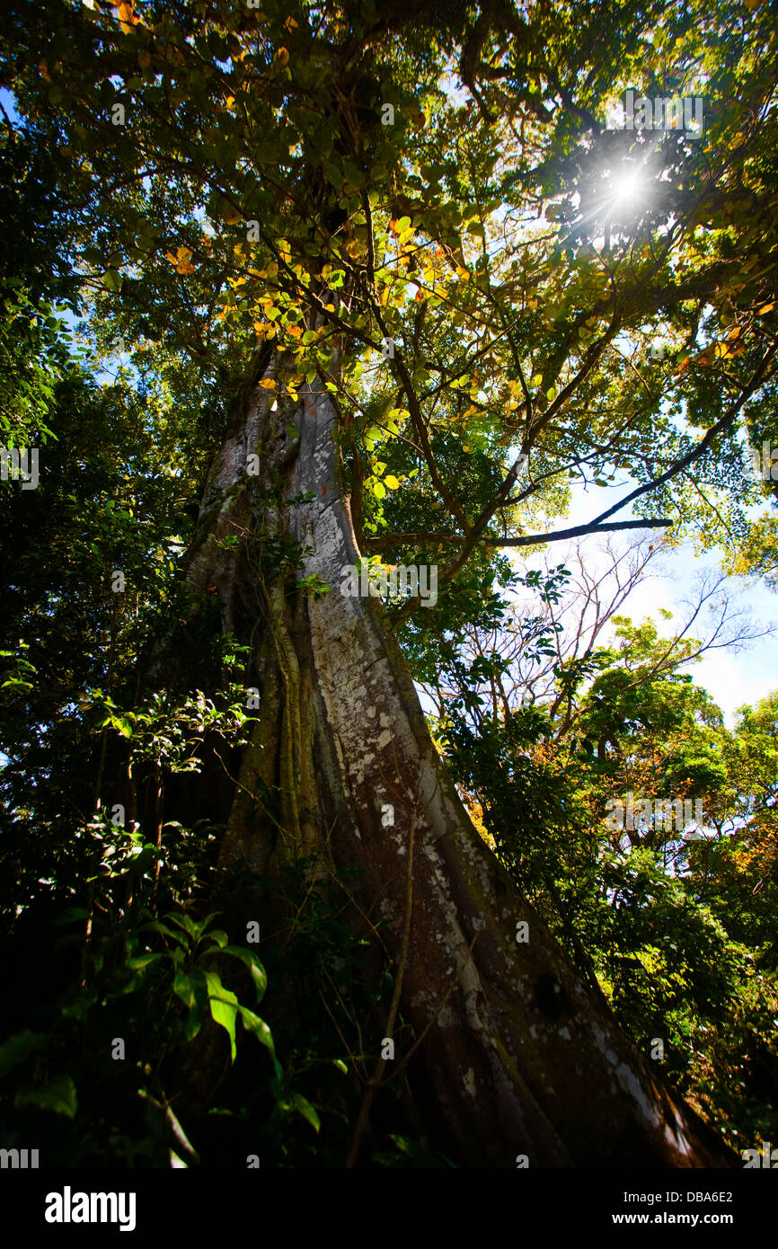 Giant Old Tree Stock Photo - Alamy
