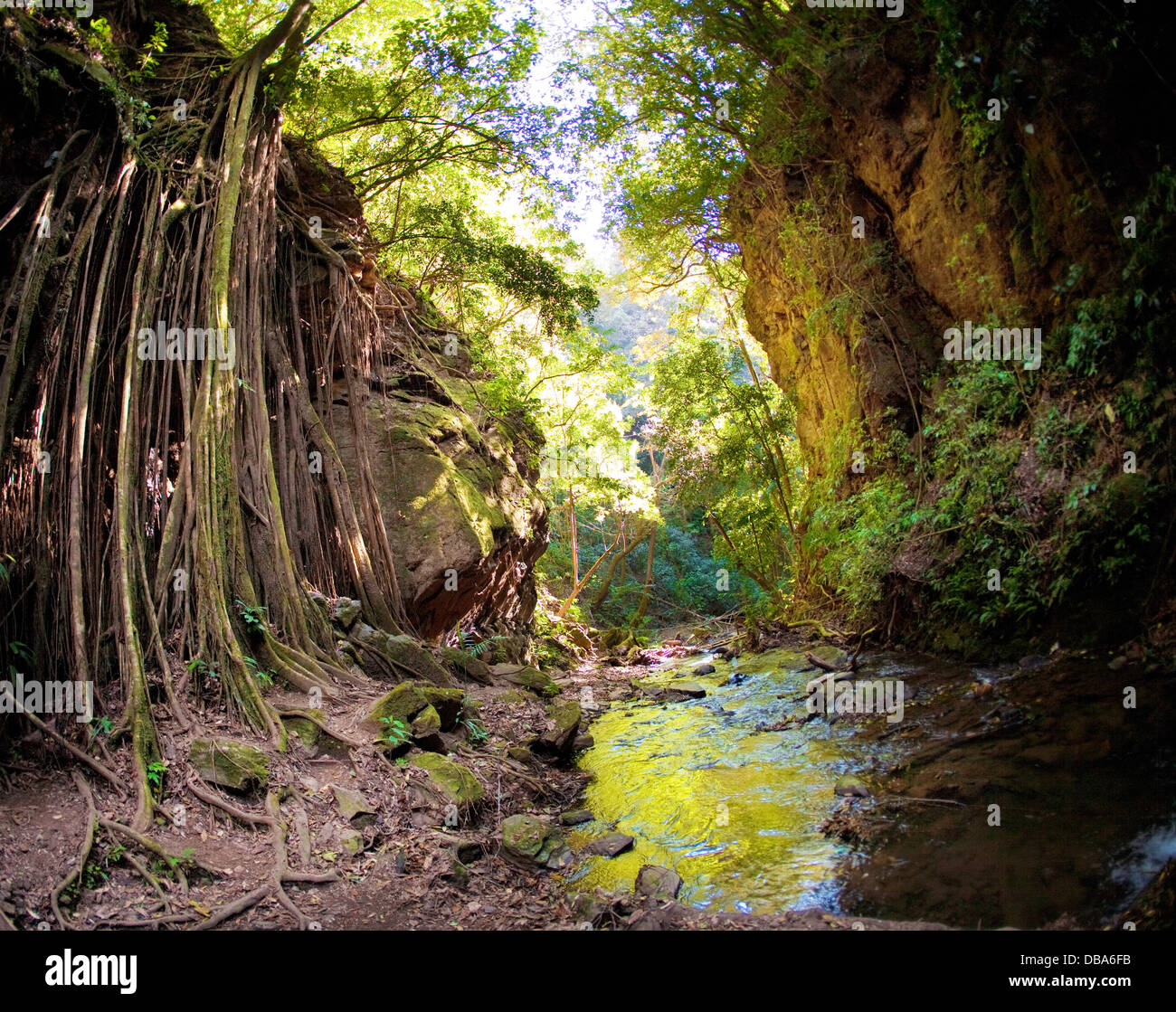 Strangler fig vines hi-res stock photography and images - Alamy
