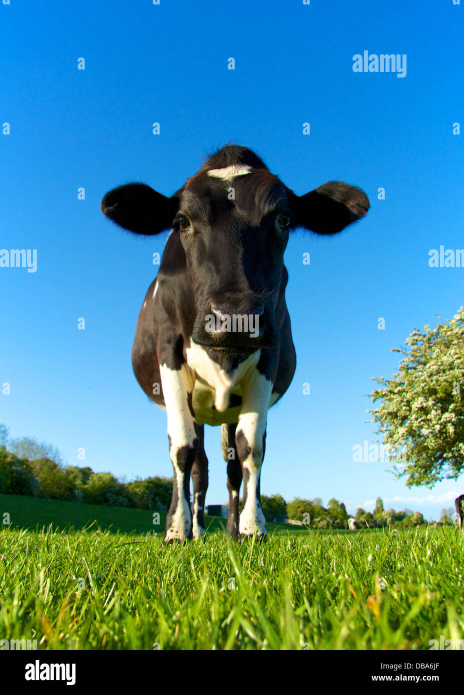 Thoughtful Meadow Cow Stock Photo - Alamy