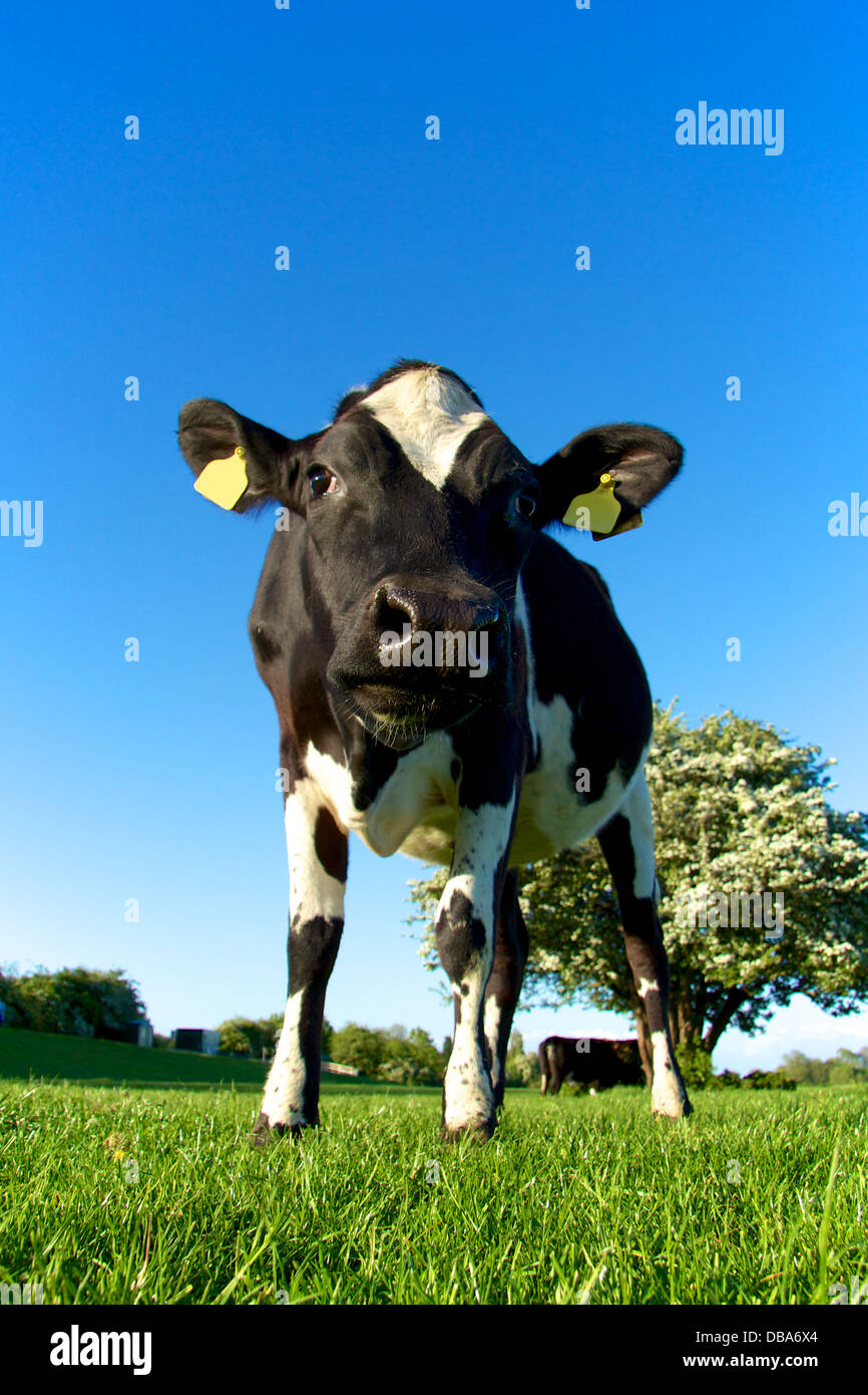 Nosy Meadow Cow Stock Photo - Alamy