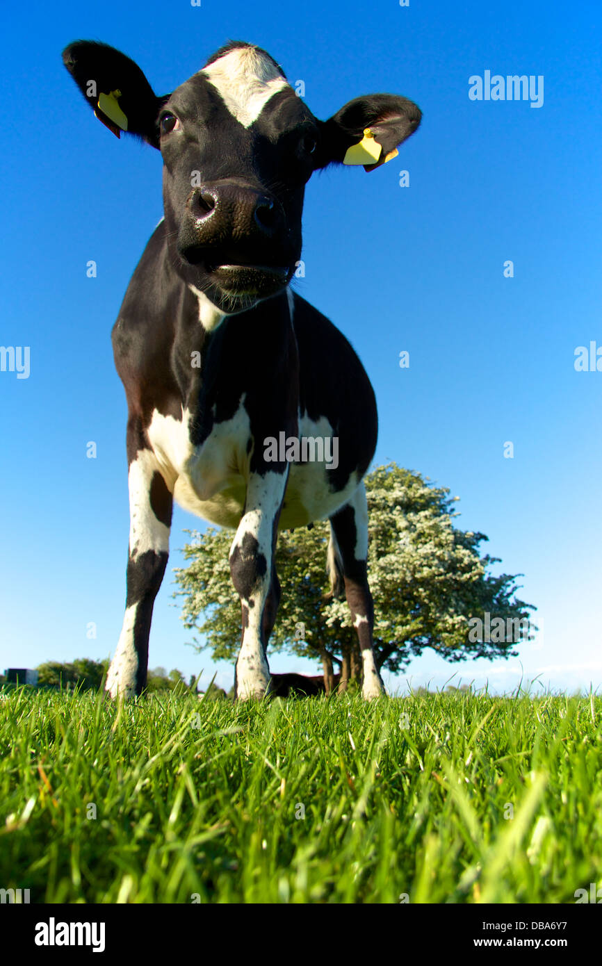 Posing Meadow Cow Stock Photo - Alamy
