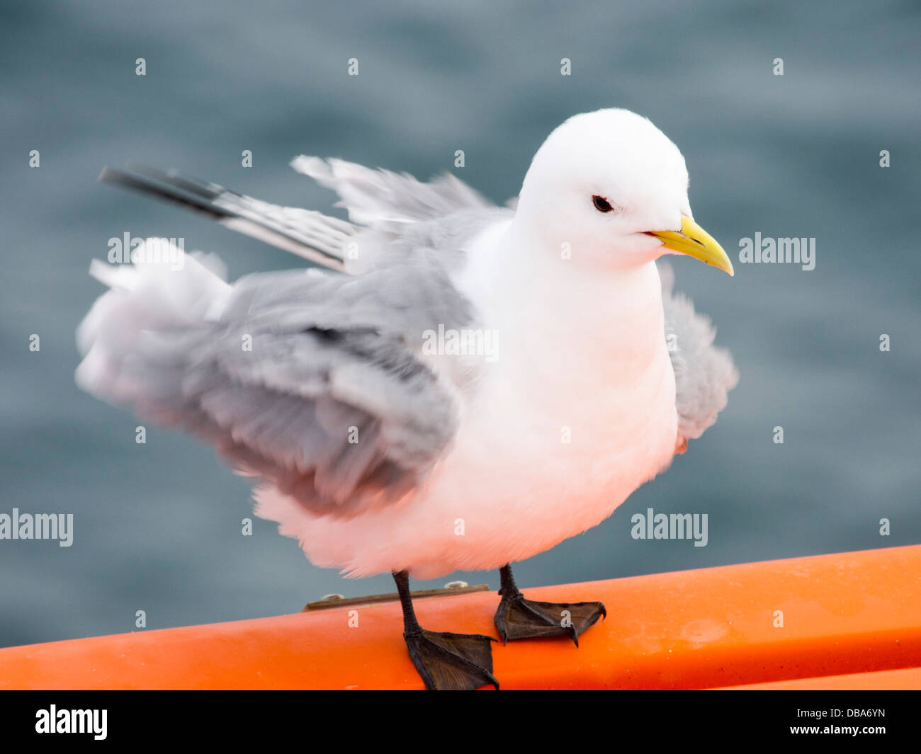 Svalbard kittiwake bird hi-res stock photography and images - Alamy