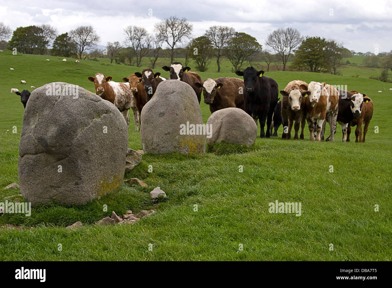 Torhouse Standing stones, Dumfries & Galloway, Scotland Stock Photo - Alamy
