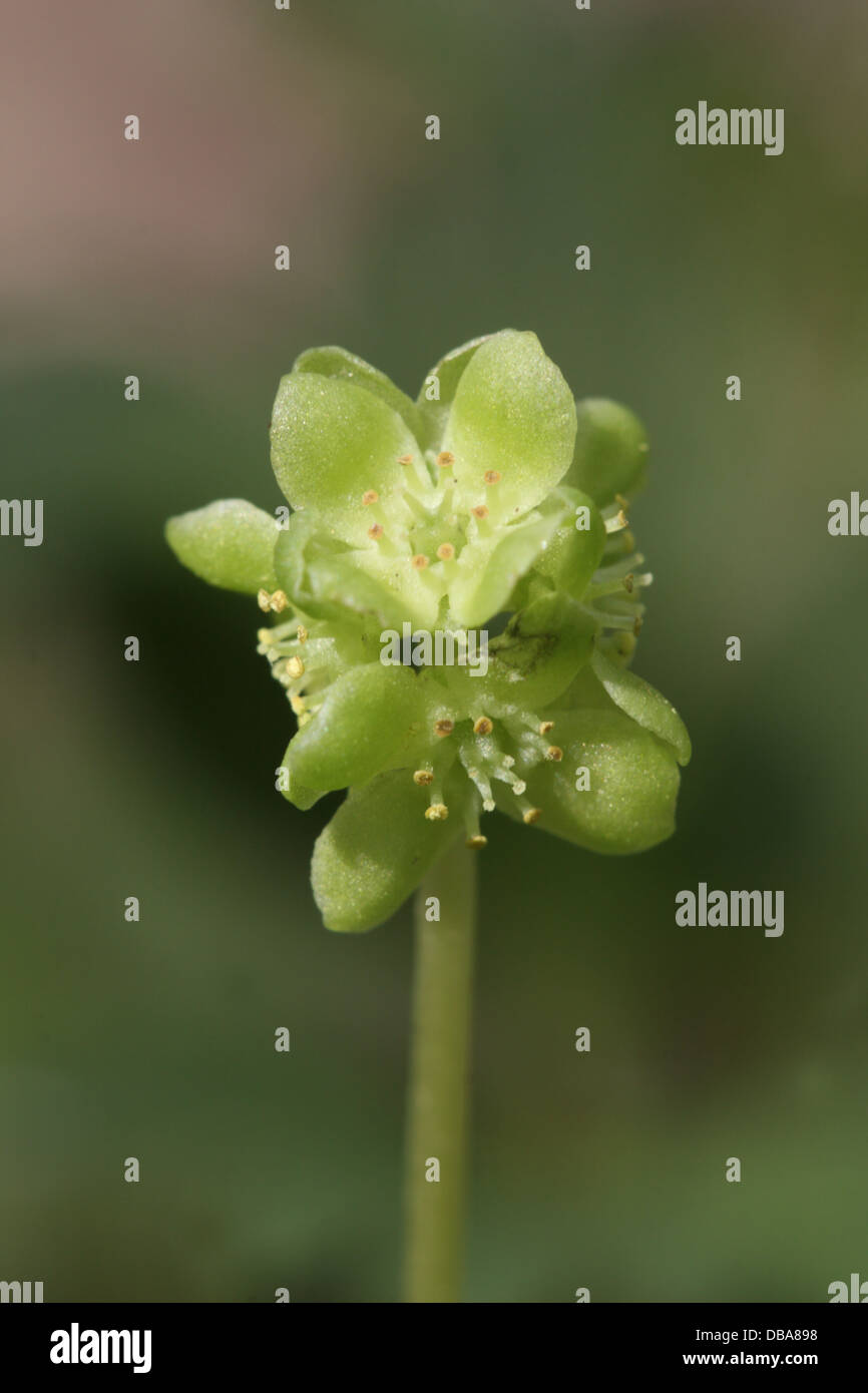Single bloom of he unusual green flowered town hall clock flower, Adoxa ...