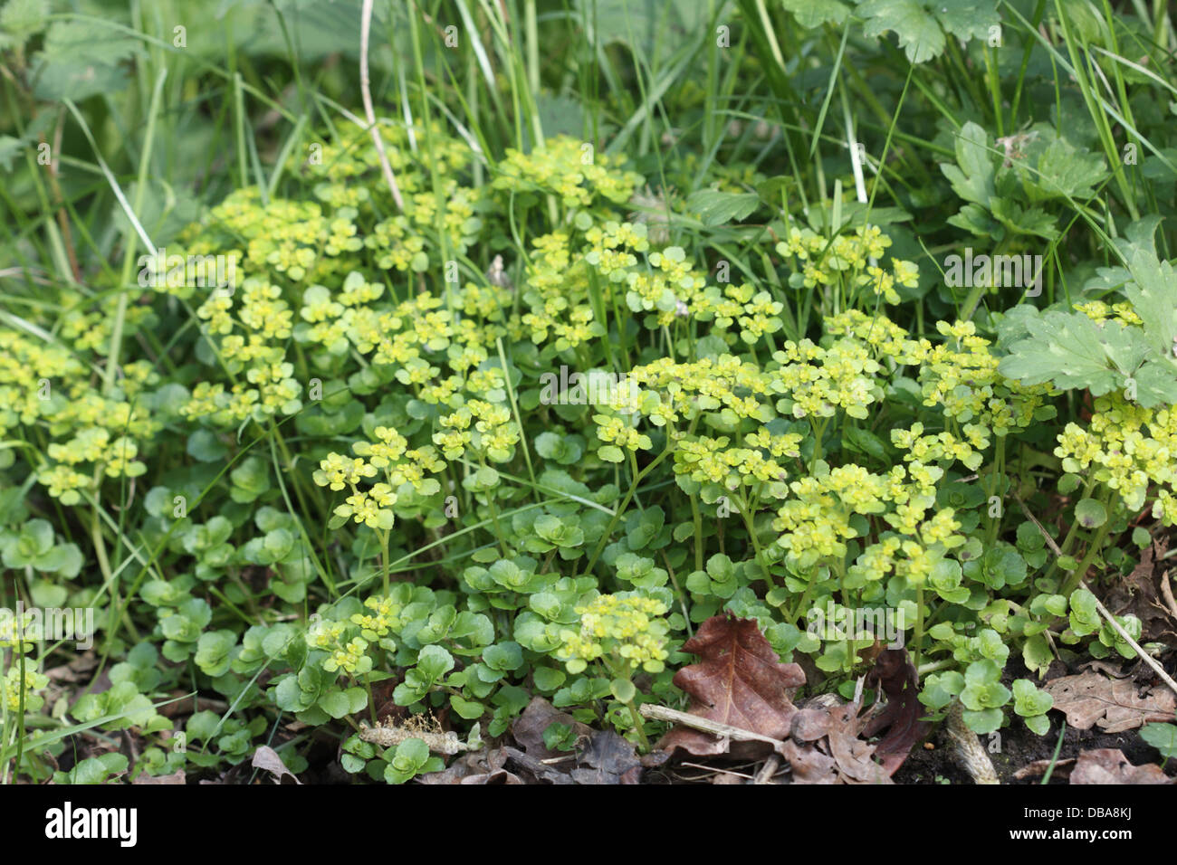 Opposite-leaved Golden Saxifrage Chrysosplenium oppositifolium Stock ...
