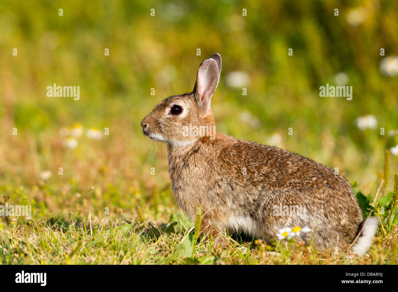 Rabbit run hi-res stock photography and images - Alamy