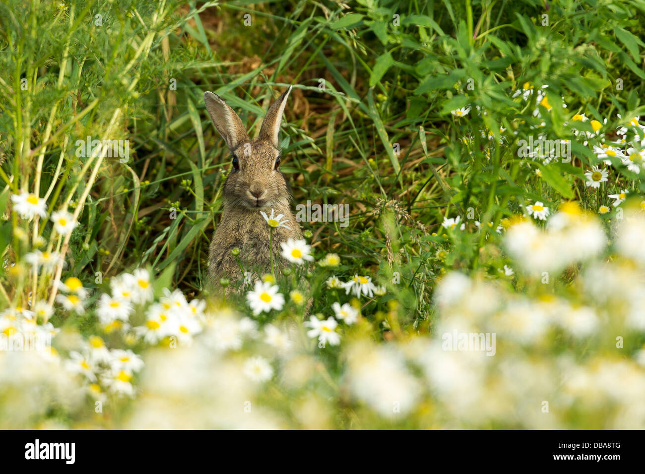 Bunny amidst Flowers Stock Photo - Alamy