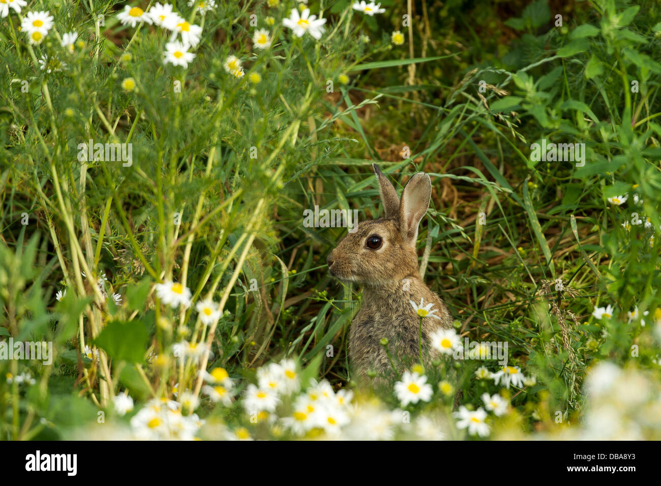 Rabbit and flowers hi-res stock photography and images - Alamy