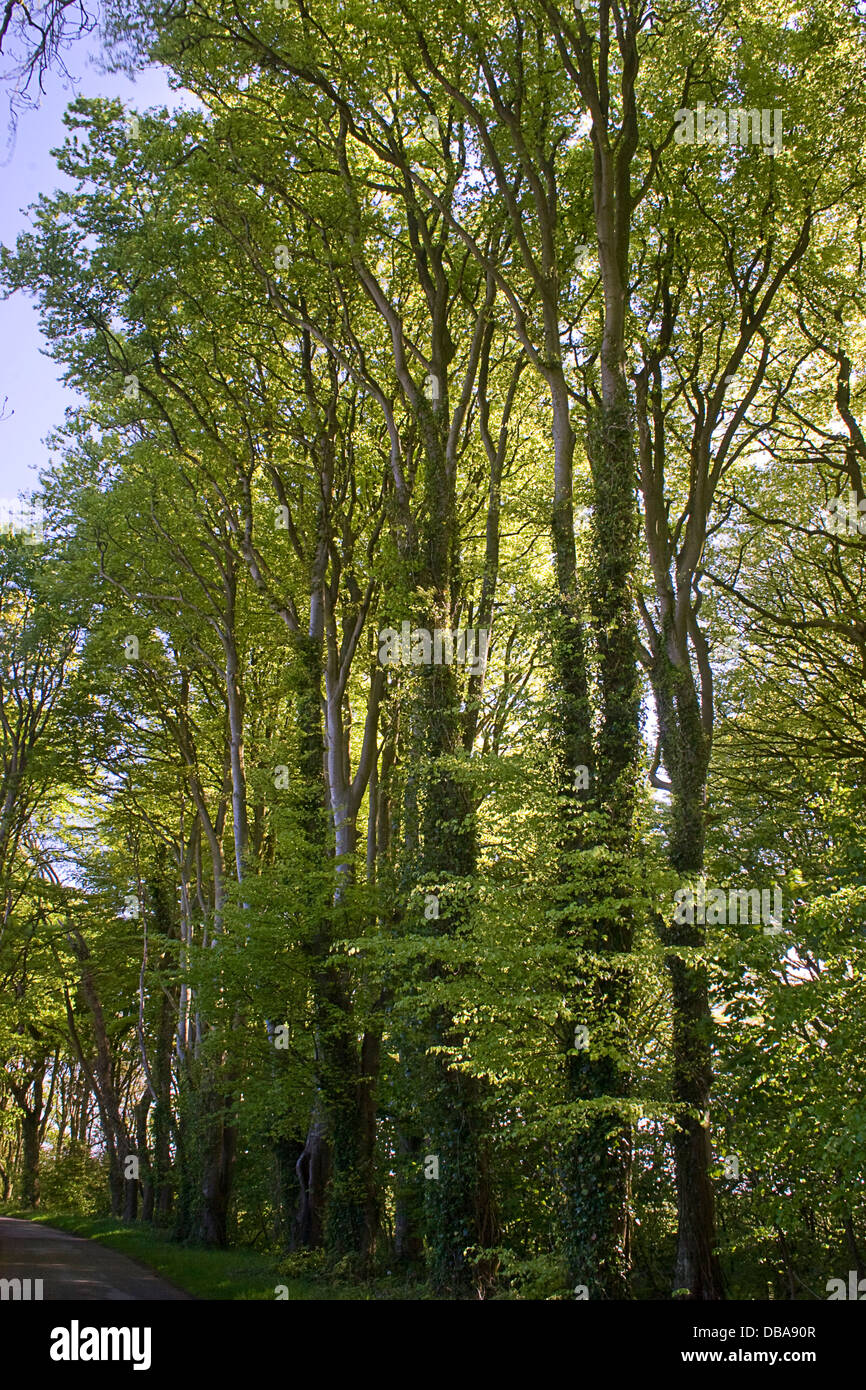 leafy trees in spring, Dumfries & Galloway, Scotland Stock Photo - Alamy