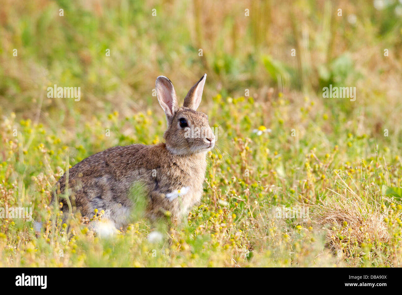 Bunny Rabbit posing in field Stock Photo - Alamy