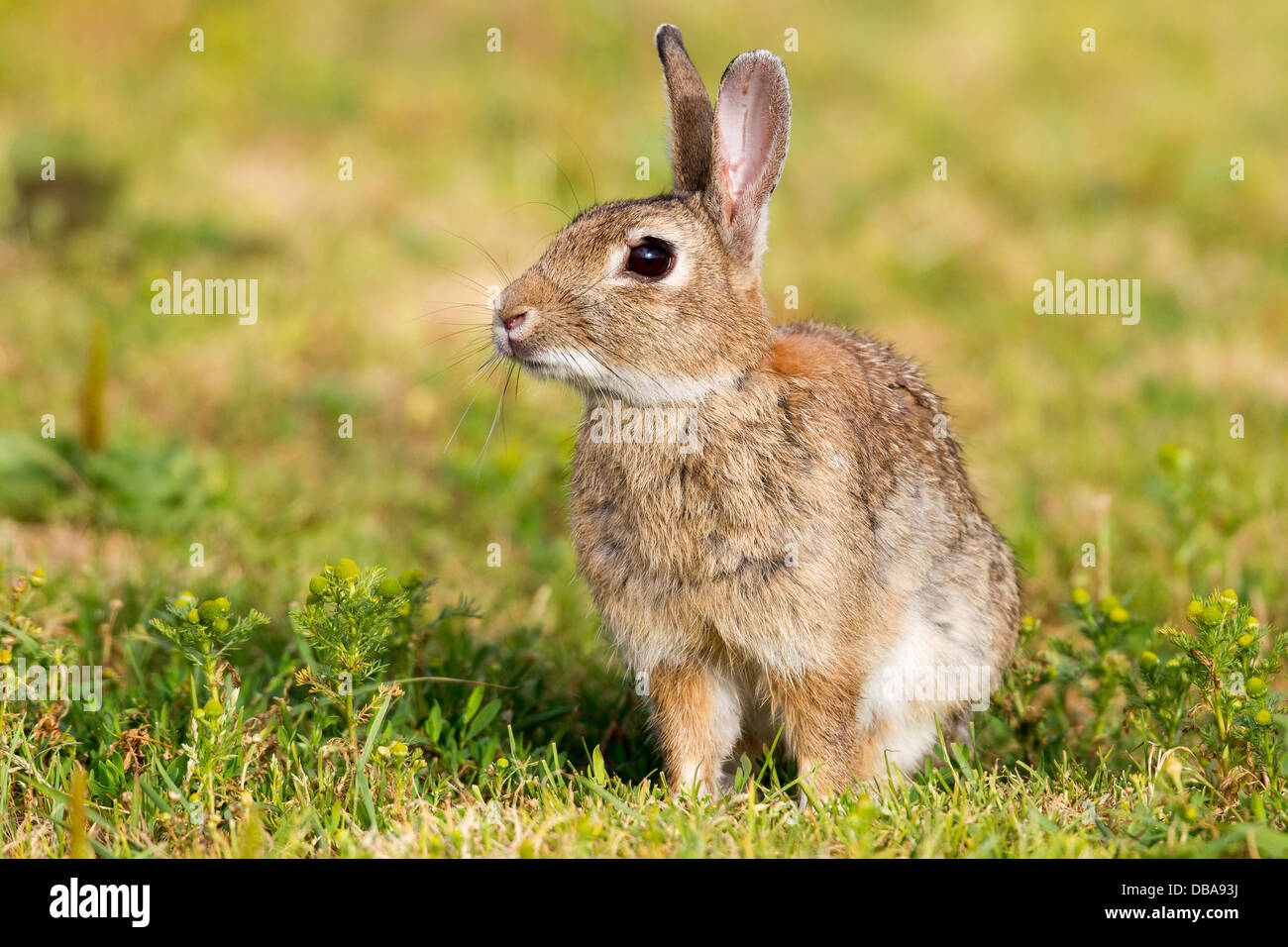 Bunny Rabbit in Field Stock Photo - Alamy