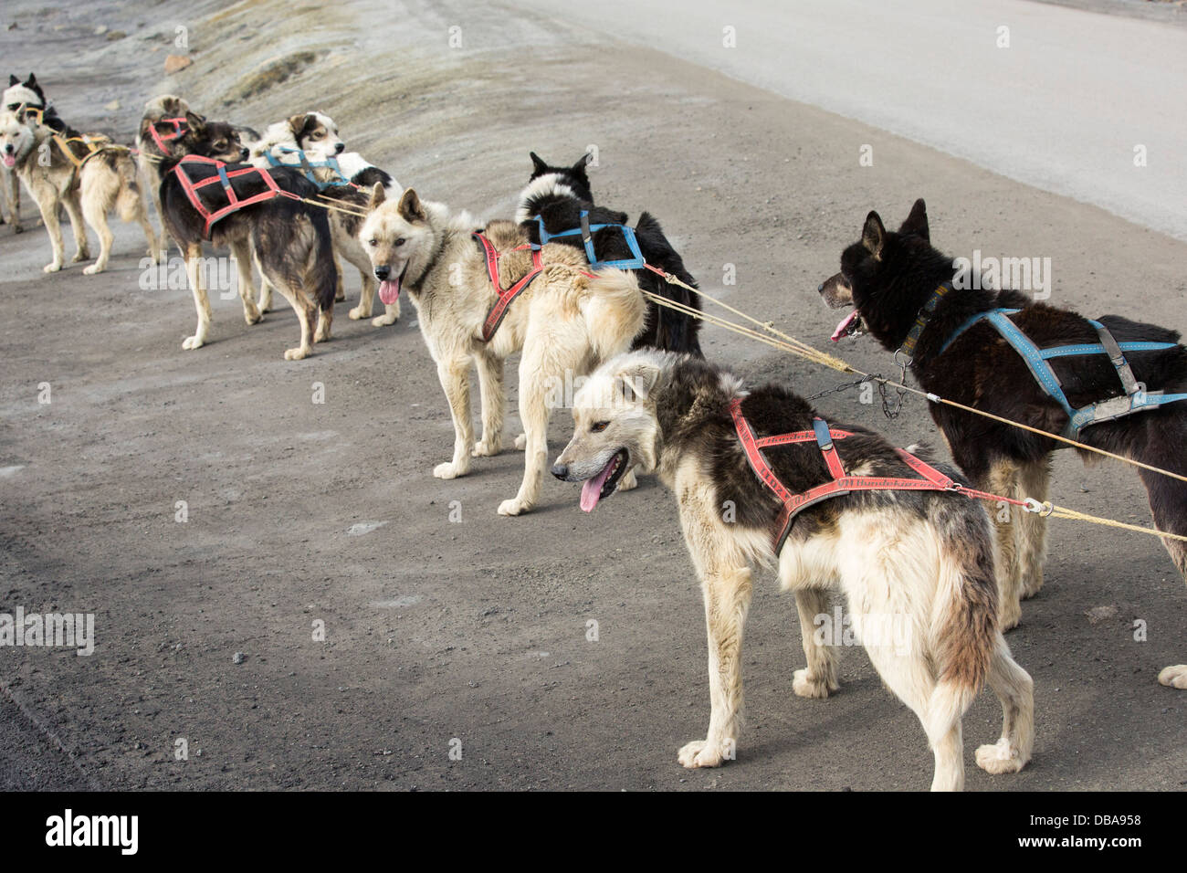 Sled dogs in Longyearbyen, Spitsbergen, Svalbard Stock Photo - Alamy