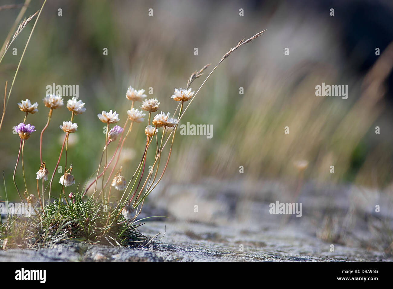 Hardy weed hi-res stock photography and images - Alamy