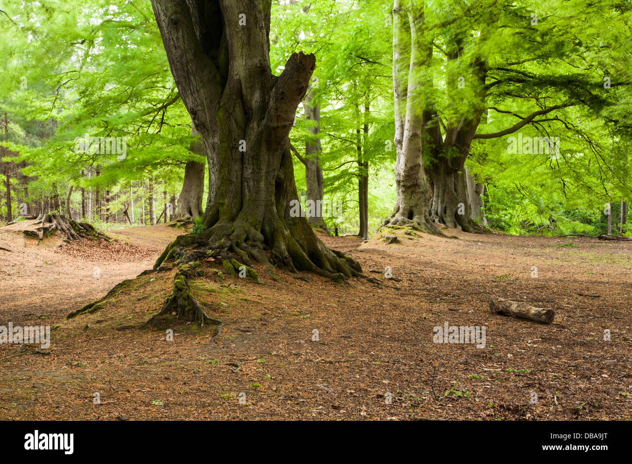 Fagus sylvatica spring beeches hi-res stock photography and images - Alamy