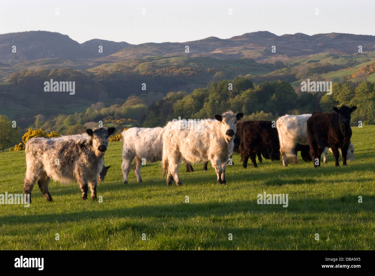 Galloway cattle at Gatehouse of Fleet, Dumfries & Galloway, Scotland ...