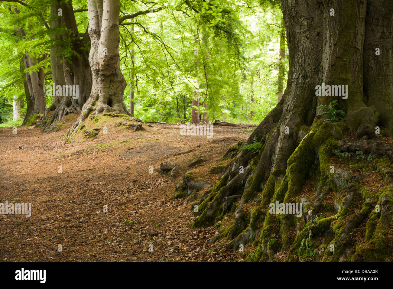 Beside the twisted roots and trunk of an ancient beech in an avenue of ...