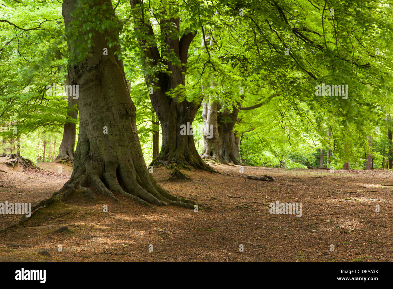 The lush spring foliage of ancient beech trees genly swaying in an ...