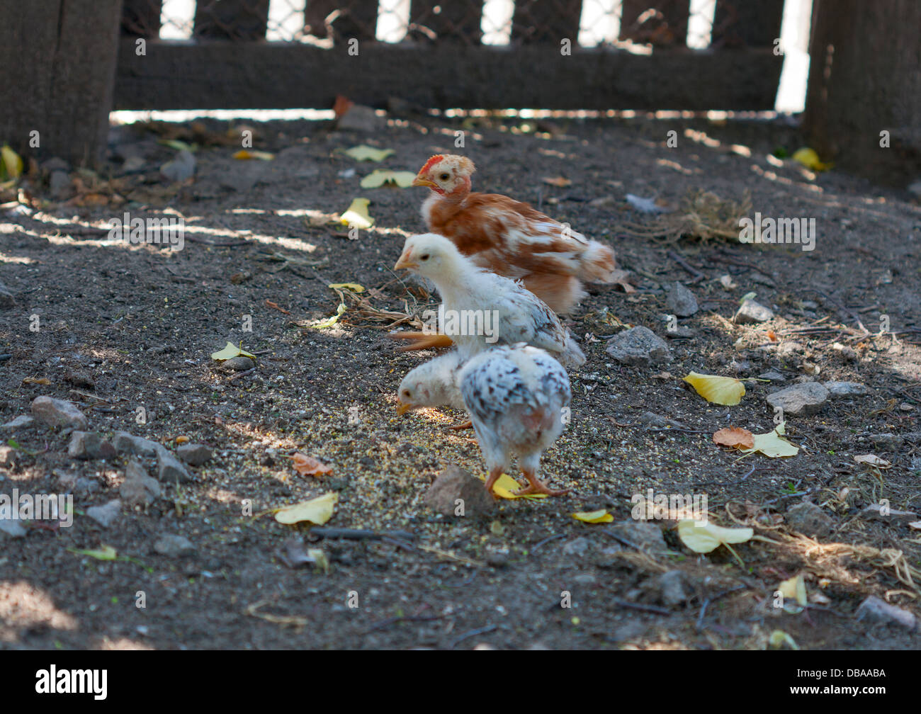 three chickens in a row on the backyard Stock Photo - Alamy