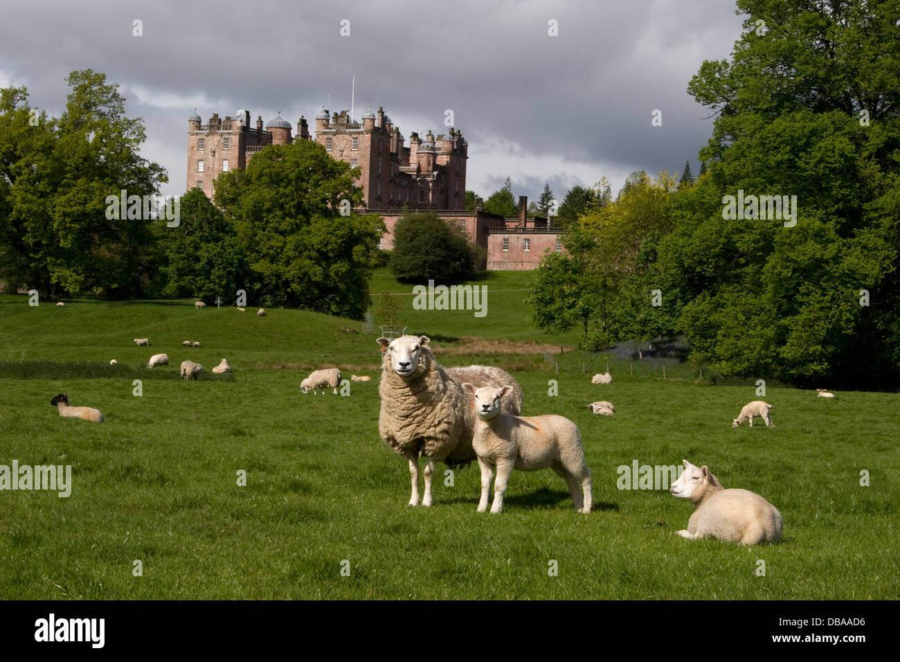 sheep & lambs grazing in grounds of Drumlanrig Castle, Dumfries ...
