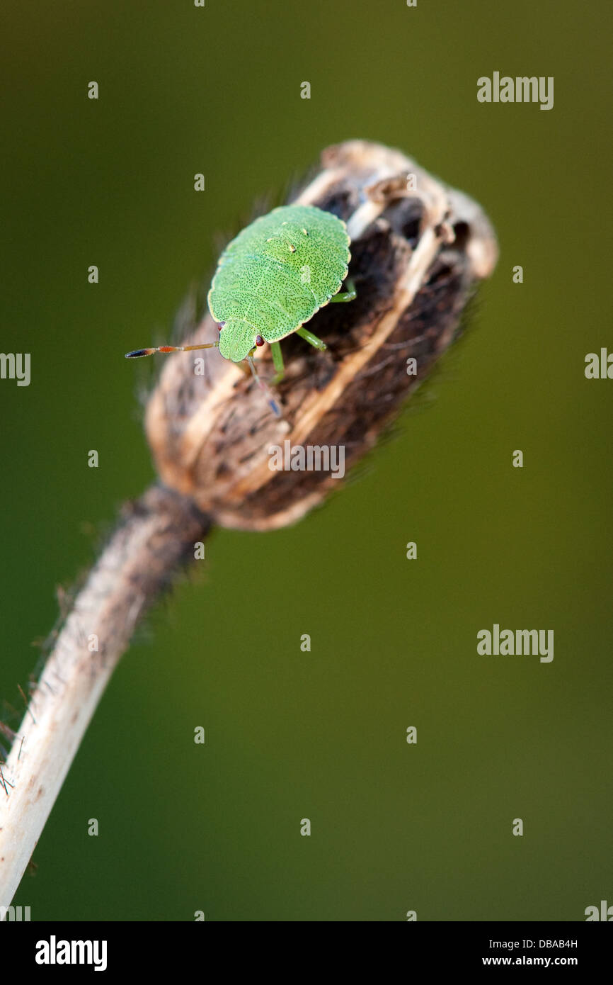 Dead poppy head hi-res stock photography and images - Alamy