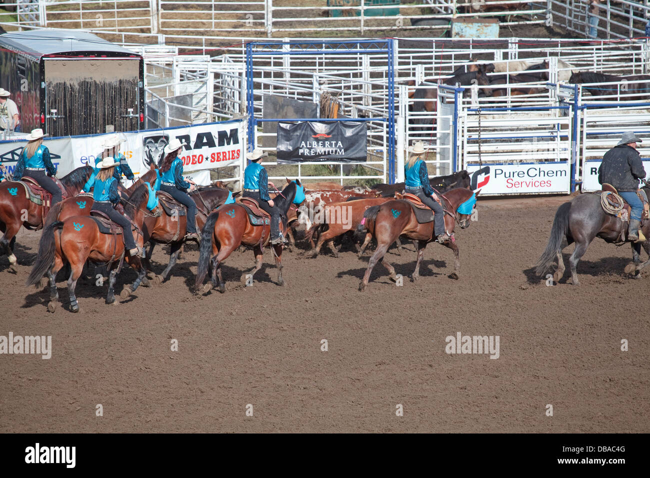 Team roping cowboys men horses hi-res stock photography and images - Alamy