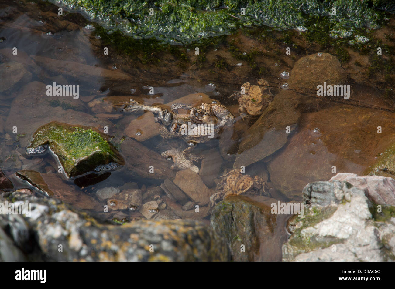 Group of toads hi-res stock photography and images - Alamy