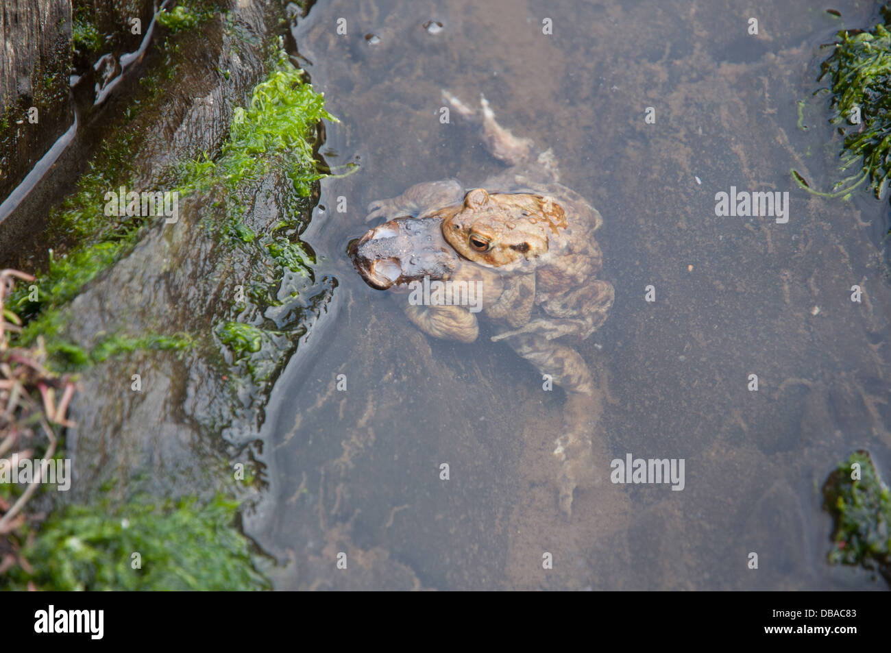 Pair of mating toads in coastal pool, female with no eyes Stock Photo ...