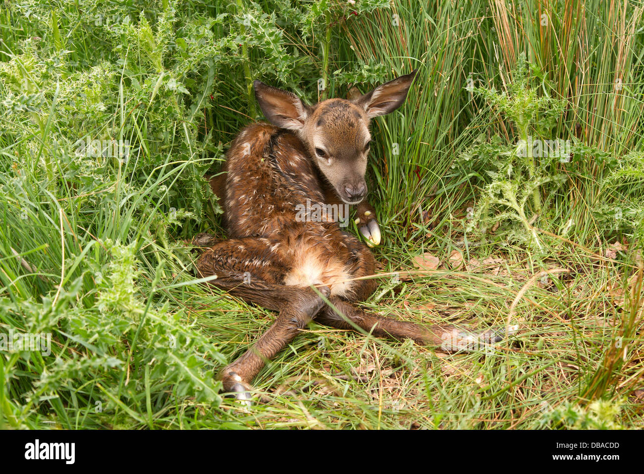 Young deer born hi-res stock photography and images - Alamy