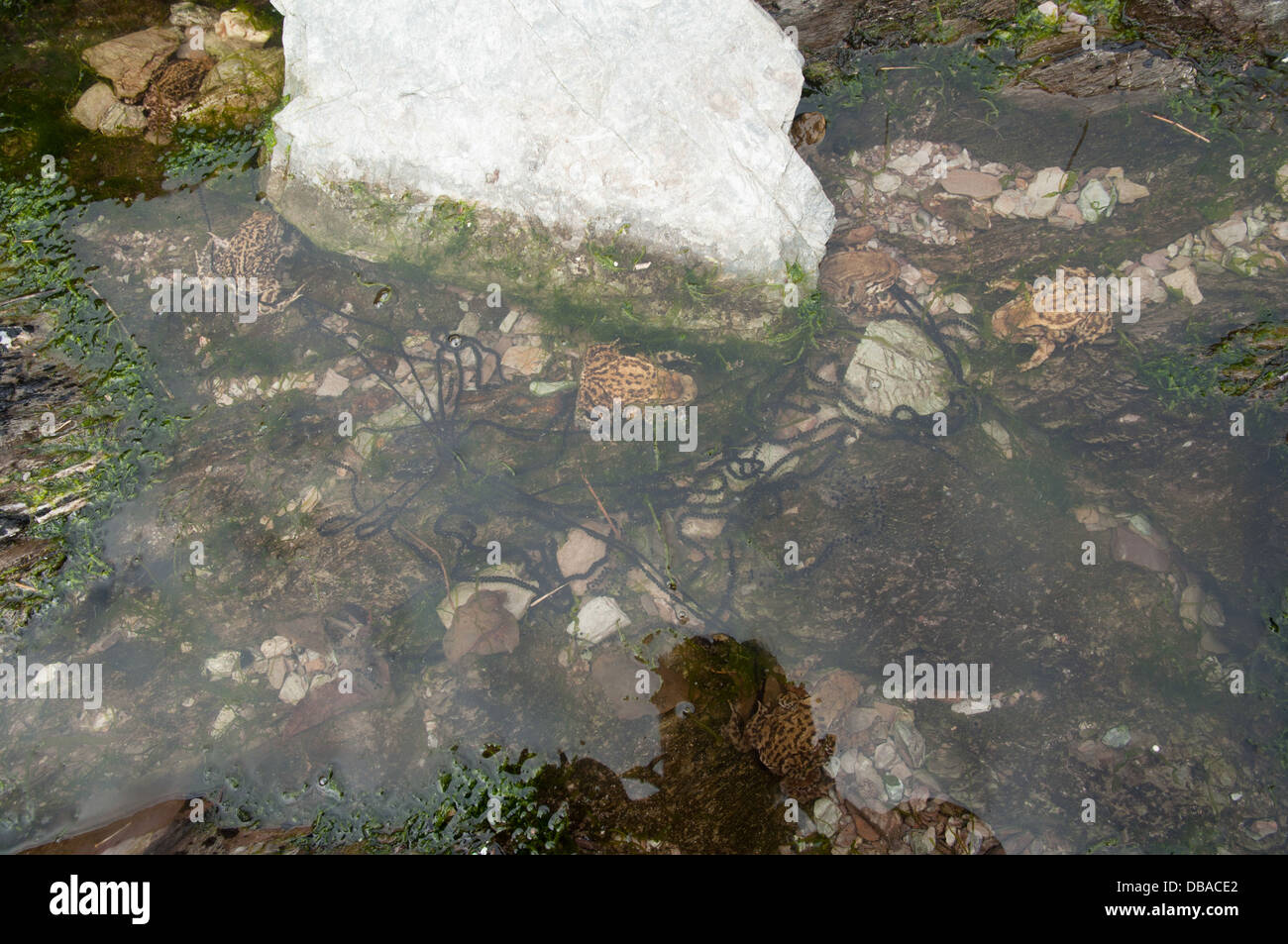 Common toads beach hi-res stock photography and images - Alamy