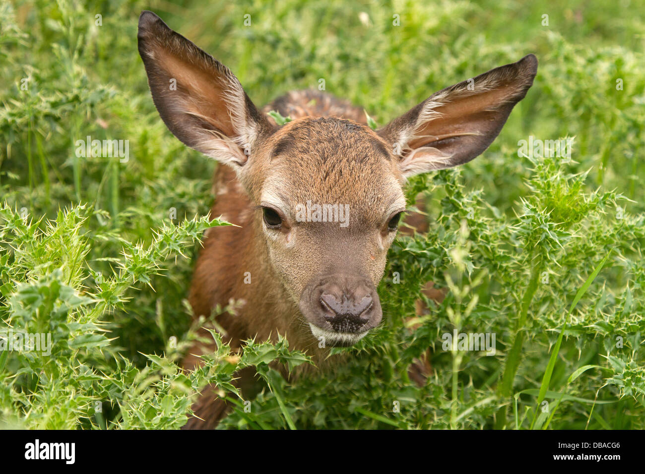 Young red deer, cervus elaphus, in thistles Stock Photo - Alamy