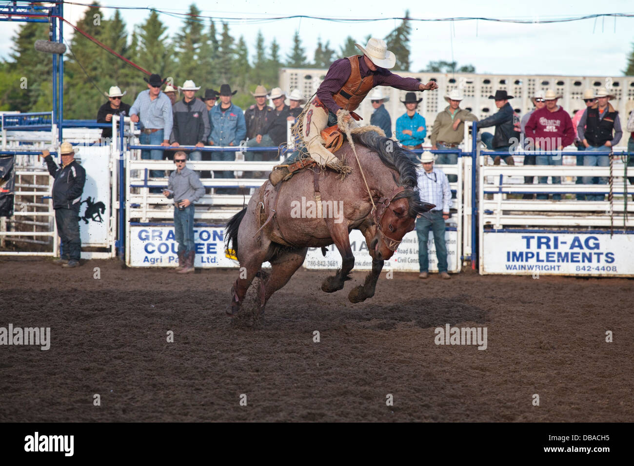 Wainwright alberta hi-res stock photography and images - Alamy