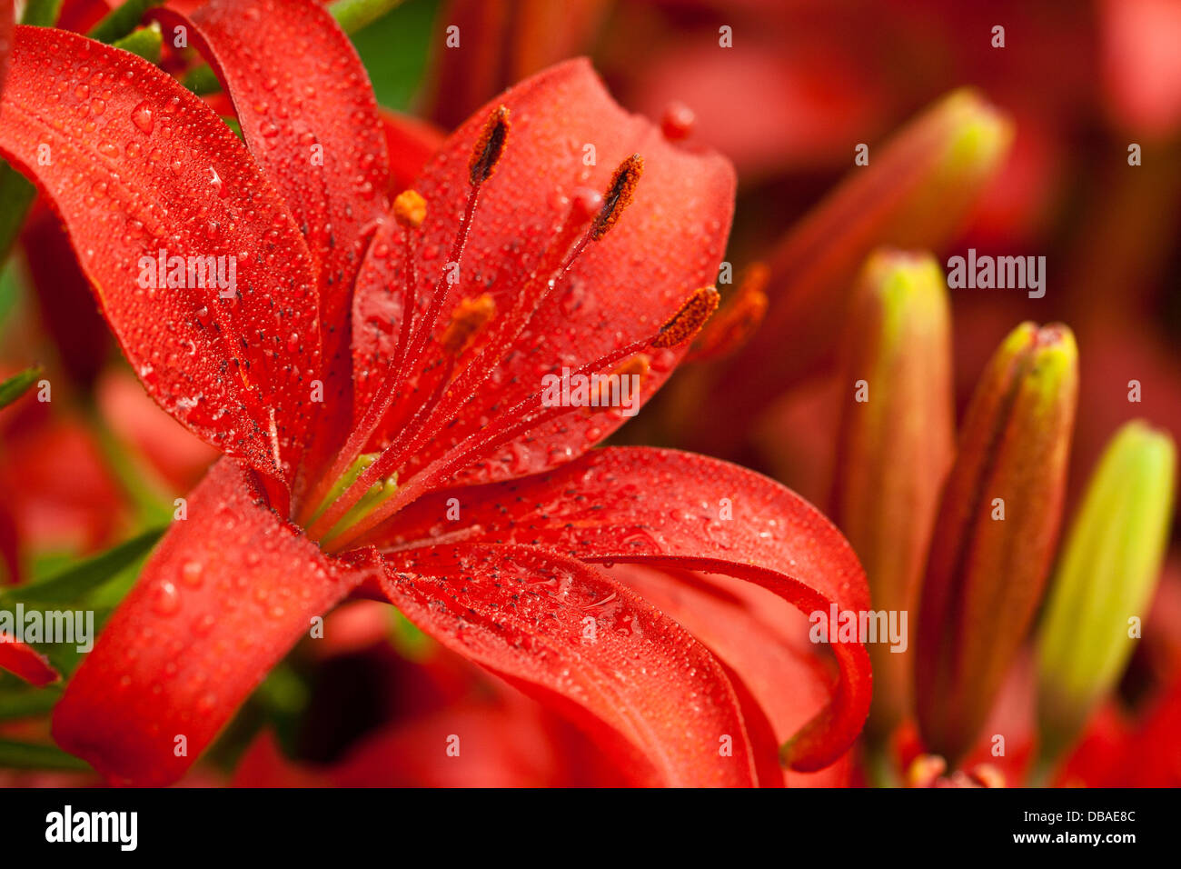 red lilly flowers Stock Photo - Alamy