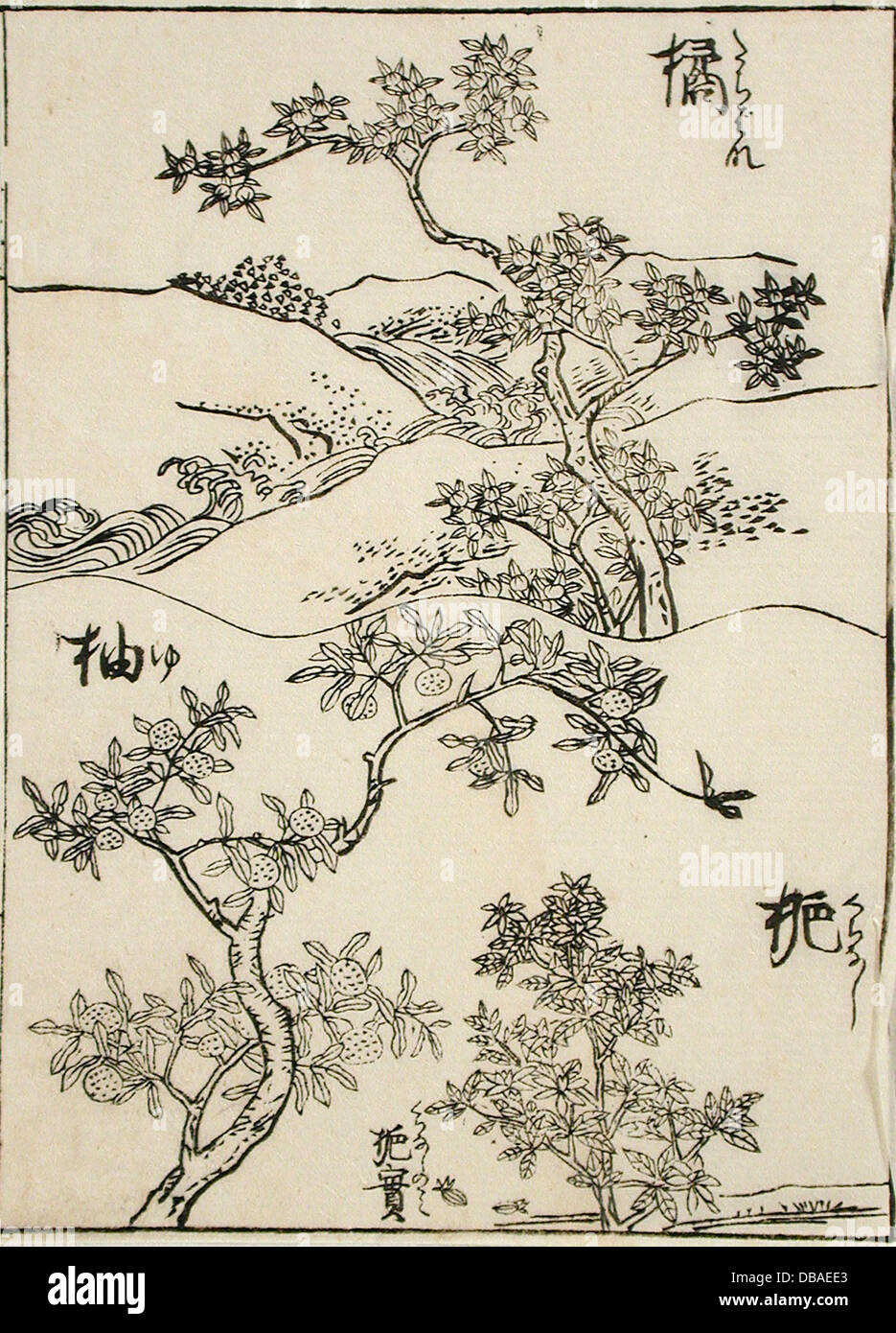 Samples of Three Tree Types for Artists M.2000.104.34 Stock Photo - Alamy