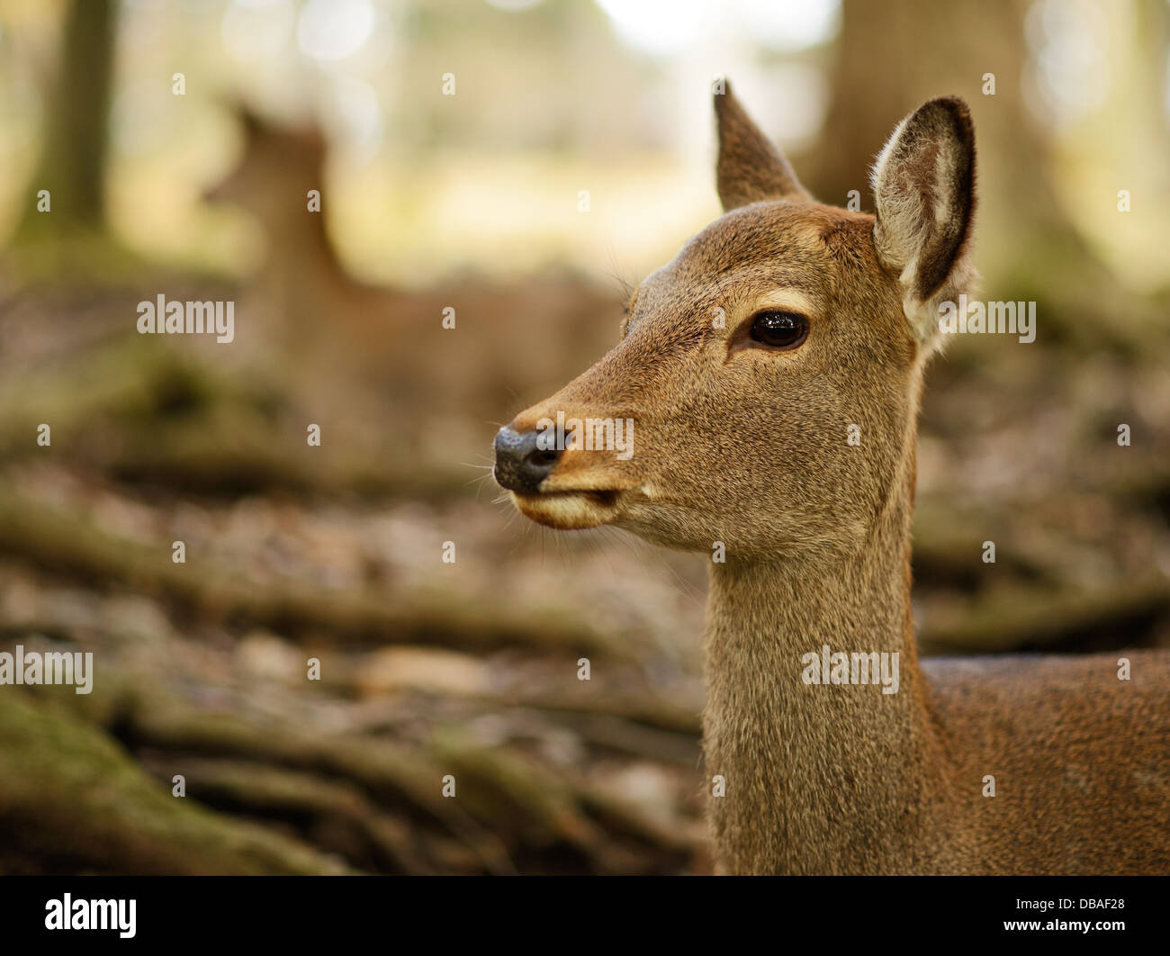 Deer park temple hi-res stock photography and images - Alamy