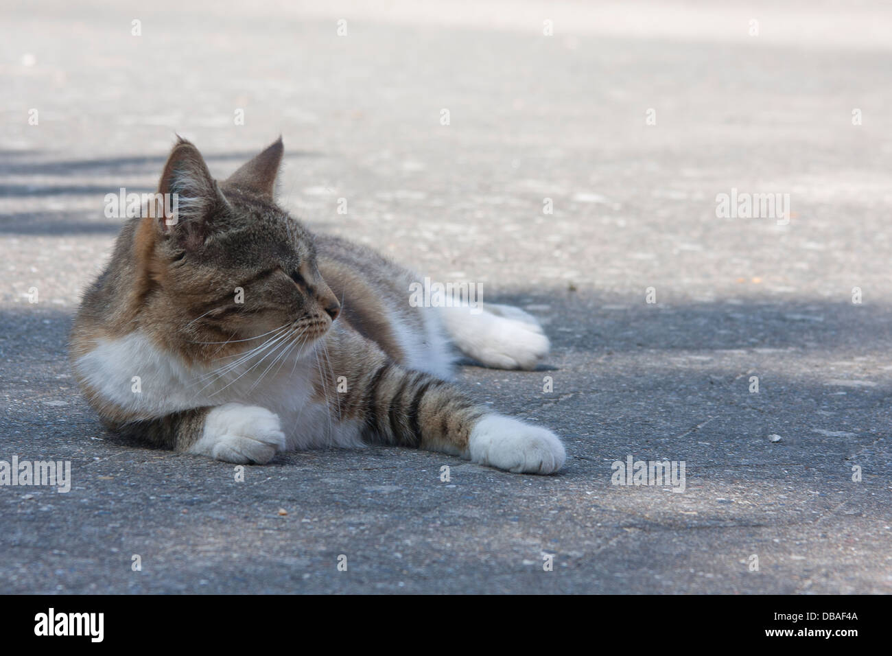 Cat in the shade Stock Photo - Alamy
