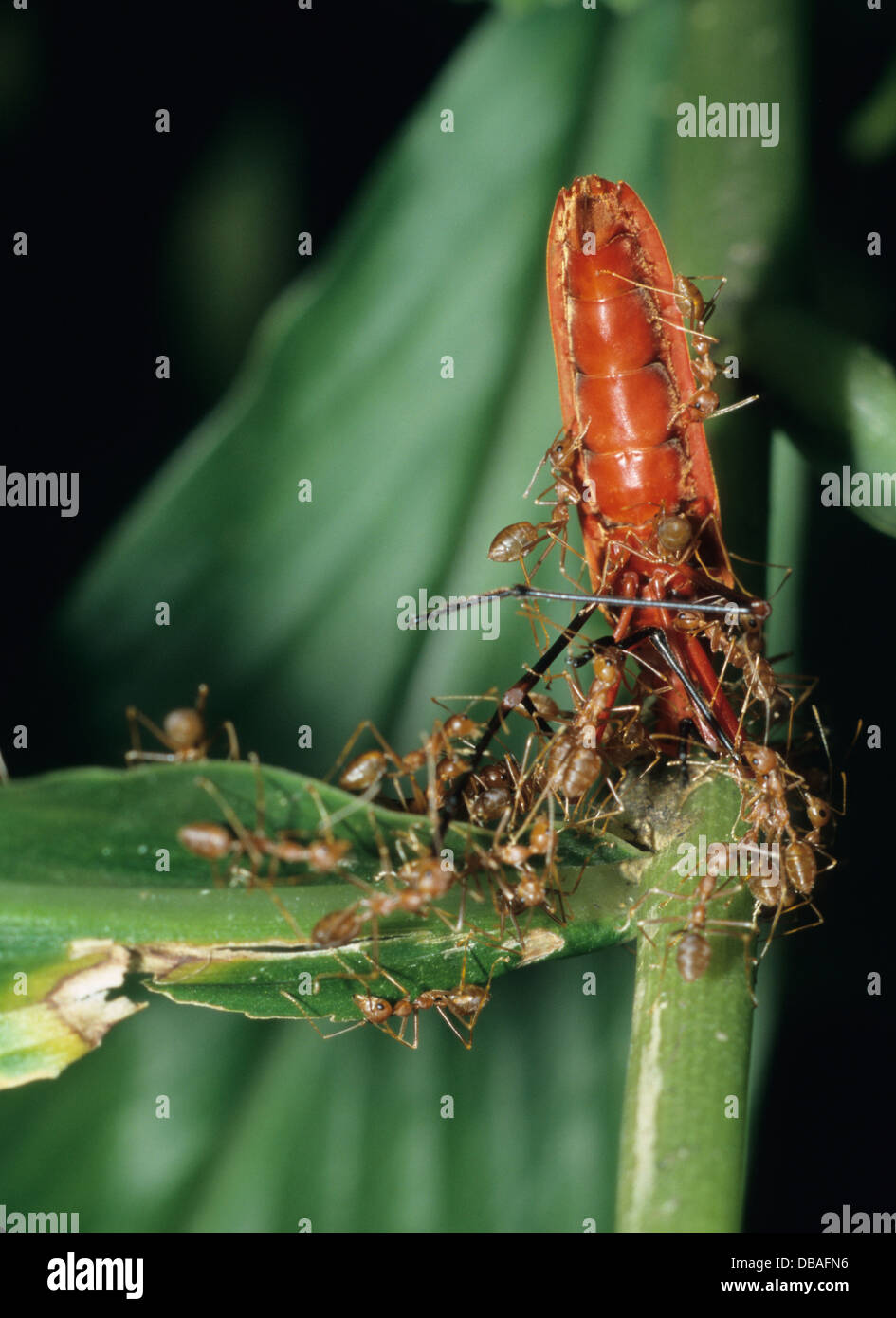 Jungle insects hi-res stock photography and images - Alamy