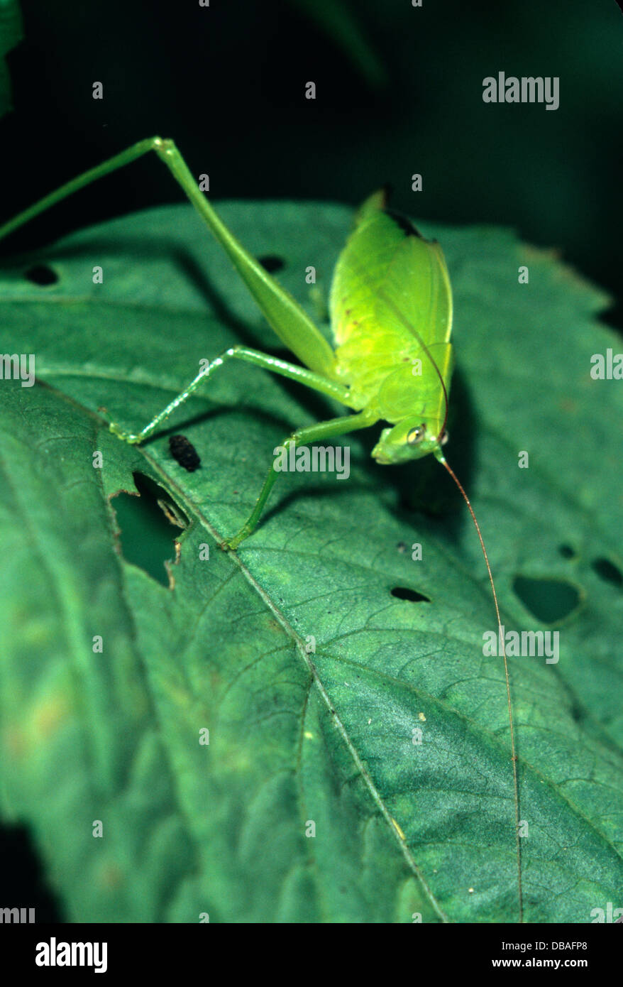 insects in the Nepal jungle near Chitwan National Park Stock Photo - Alamy