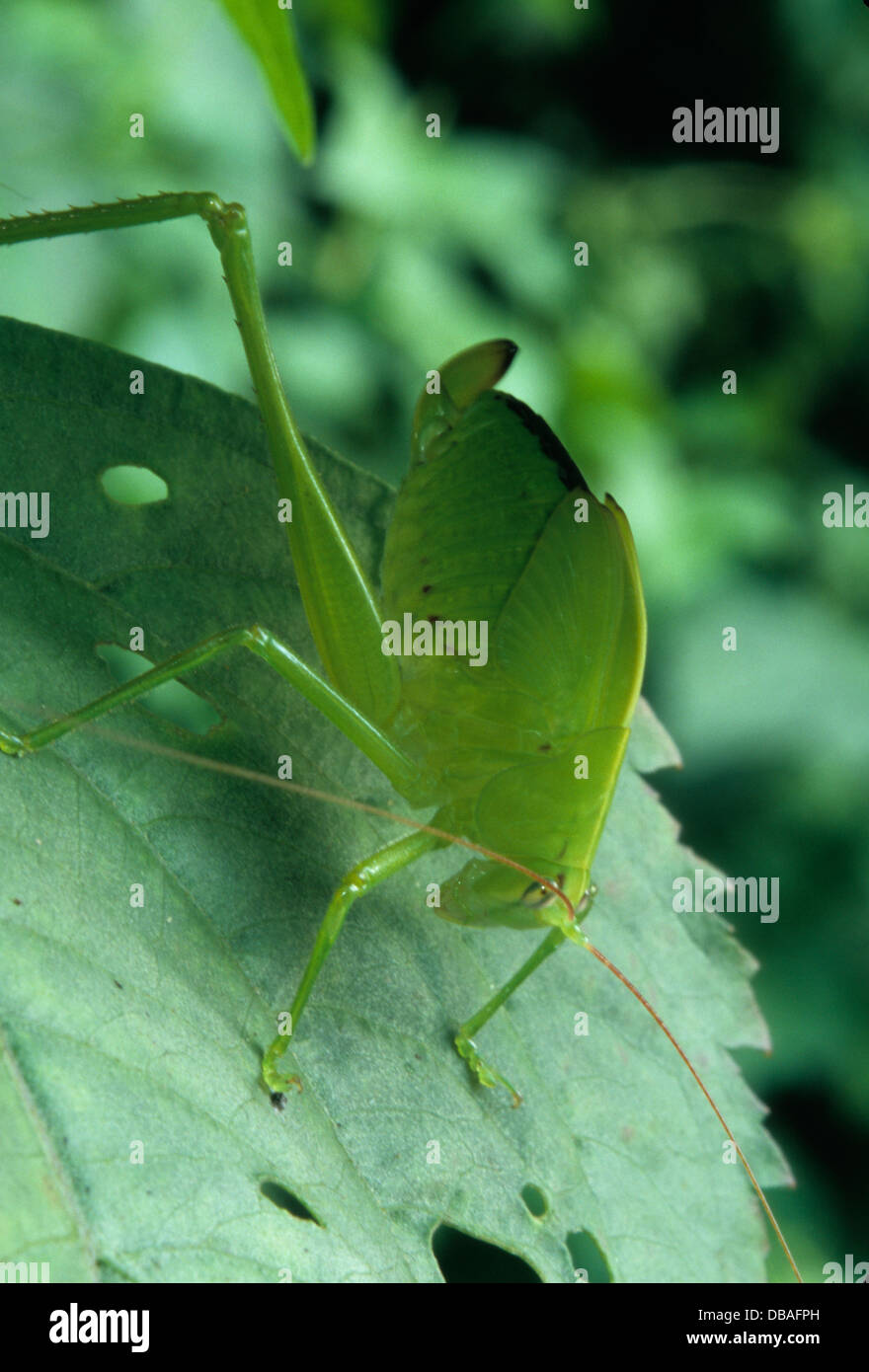 insects in the Nepal jungle near Chitwan National Park Stock Photo - Alamy