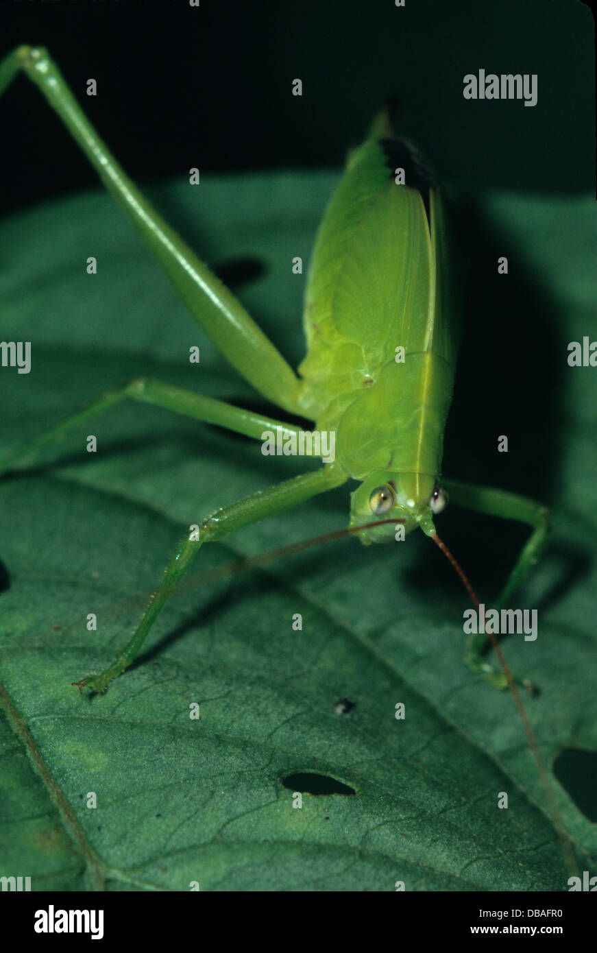 insects in the Nepal jungle near Chitwan National Park Stock Photo - Alamy