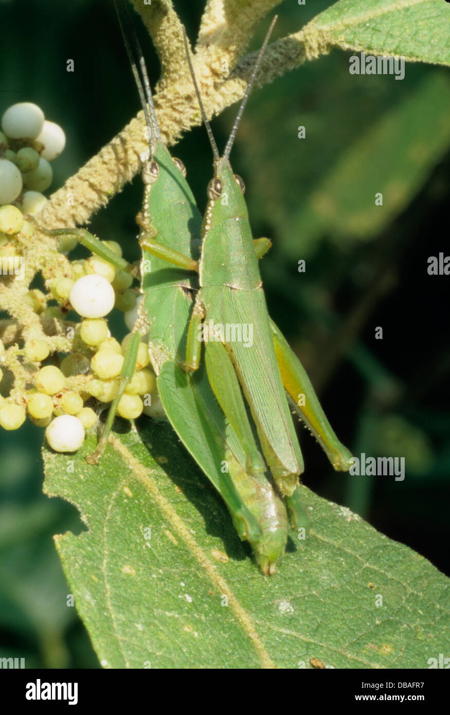 insects in the Nepal jungle near Chitwan National Park Stock Photo - Alamy