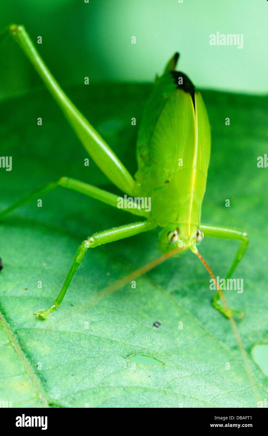 insects in the Nepal jungle near Chitwan National Park Stock Photo - Alamy