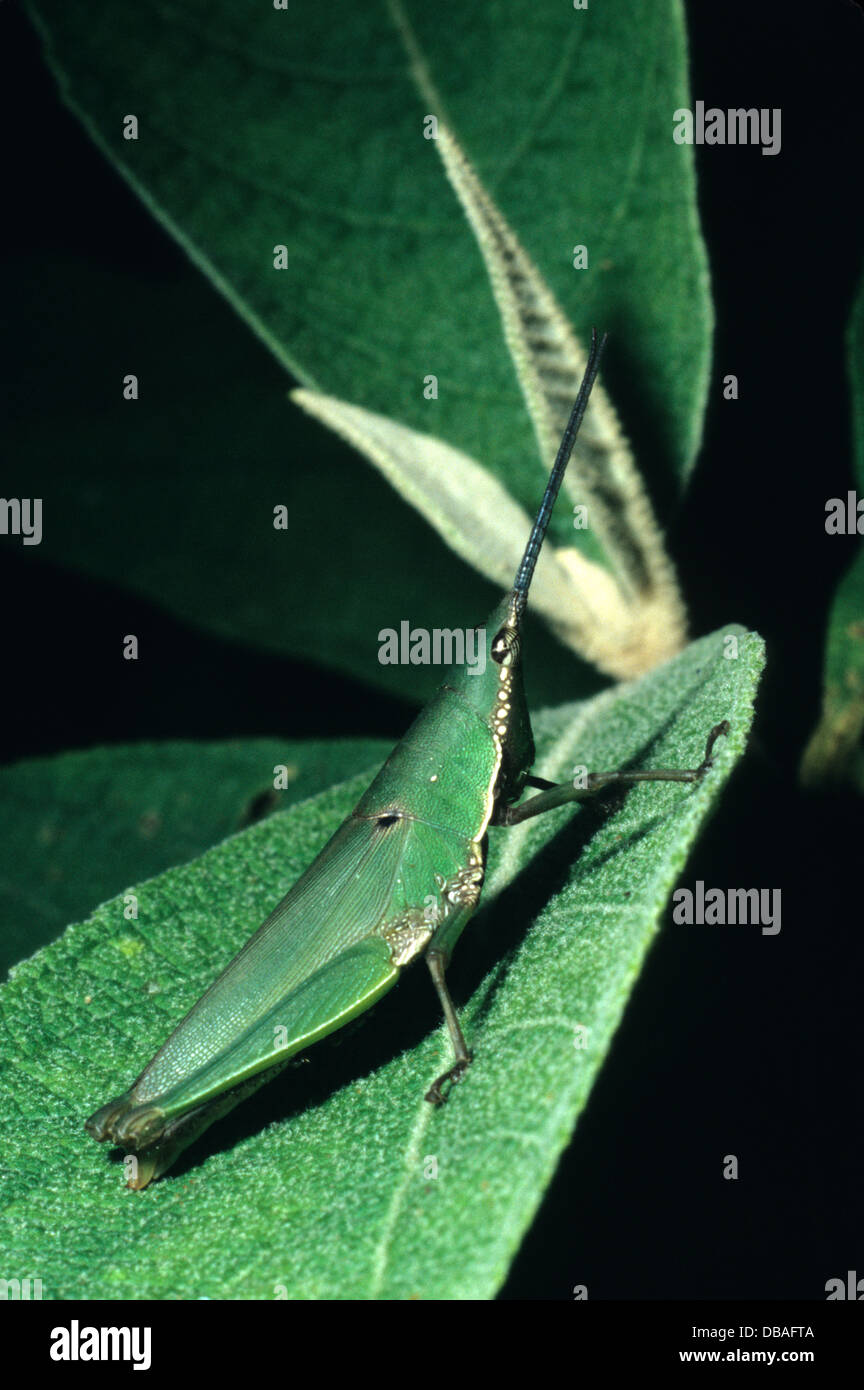 Jungle insects hi-res stock photography and images - Alamy