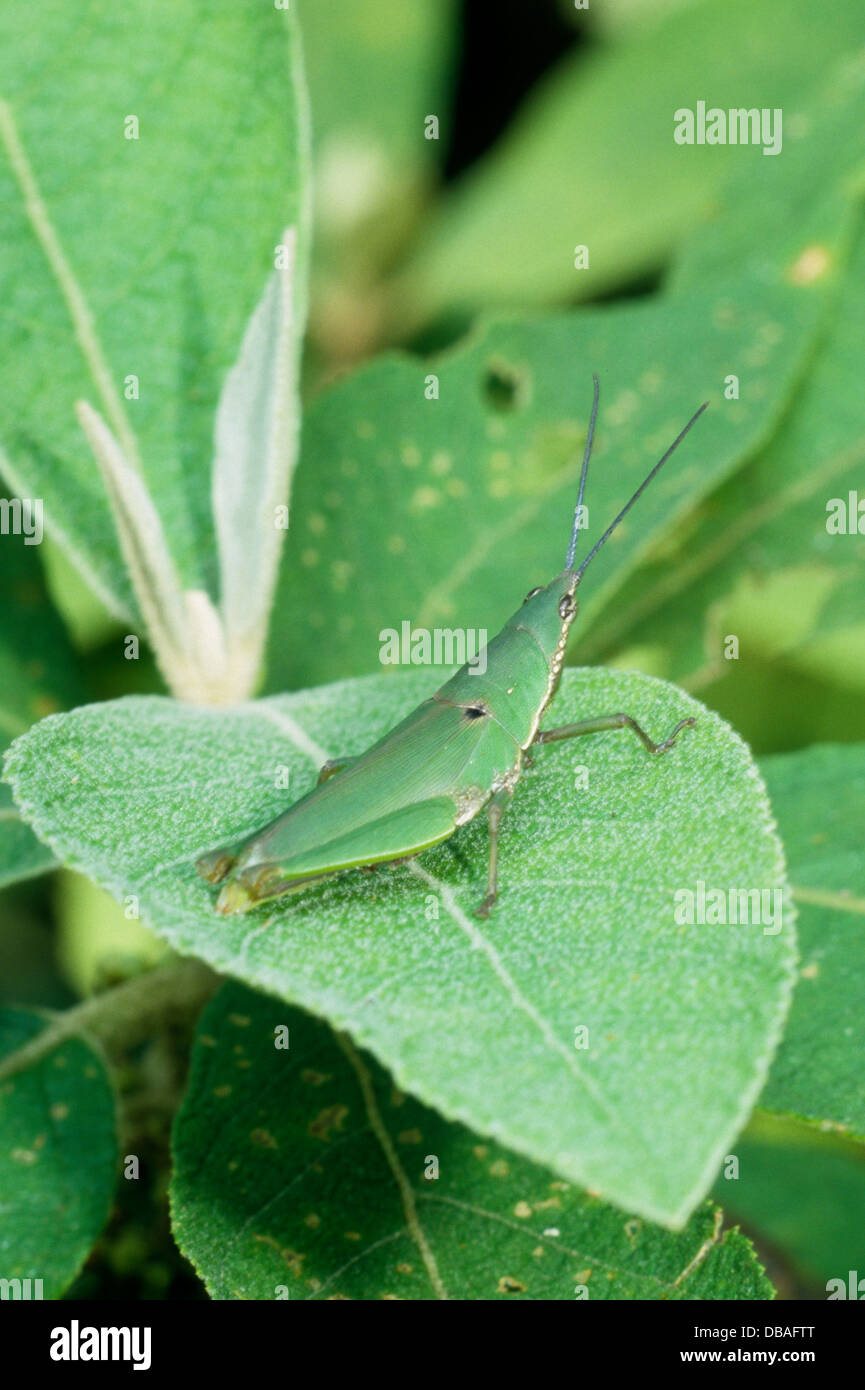 insects in the Nepal jungle near Chitwan National Park Stock Photo - Alamy