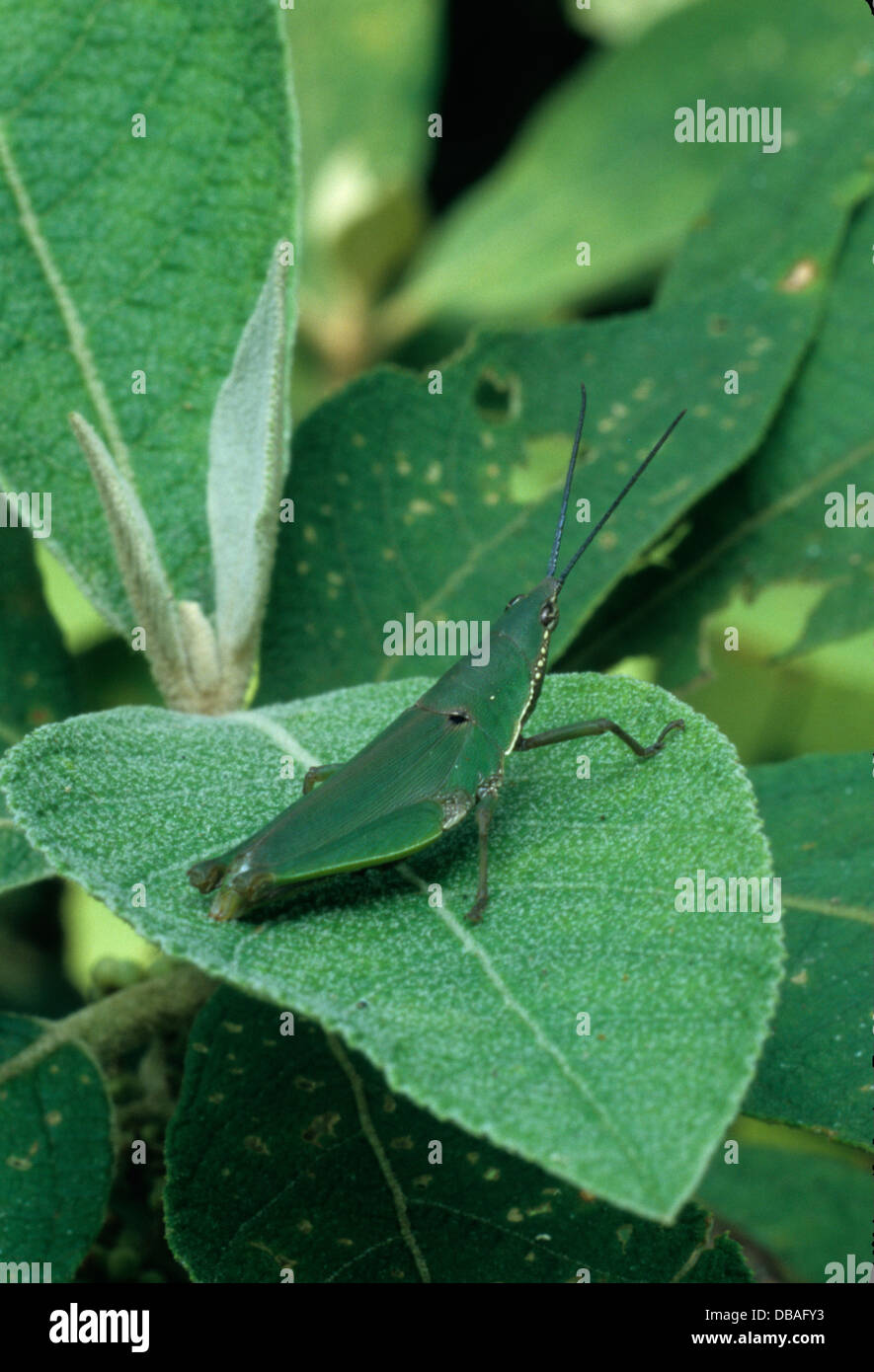 insects in the Nepal jungle near Chitwan National Park Stock Photo - Alamy