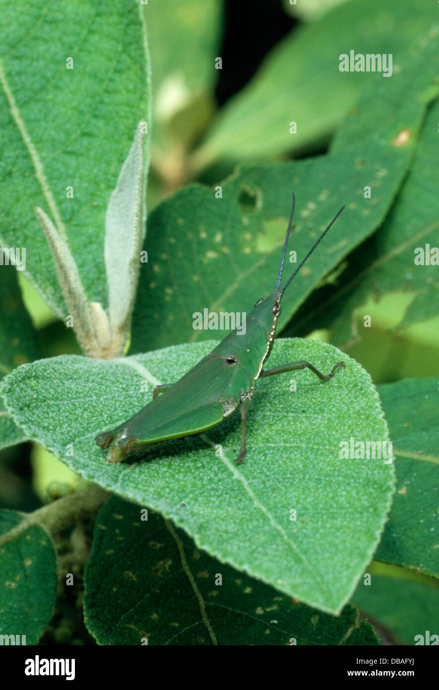 insects in the Nepal jungle near Chitwan National Park Stock Photo - Alamy