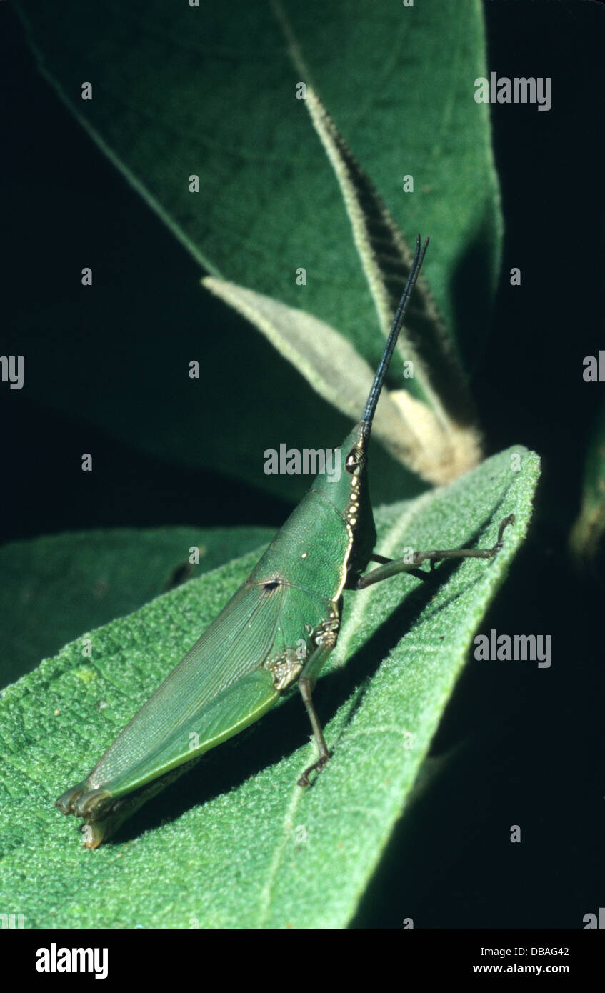 insects in the Nepal jungle near Chitwan National Park Stock Photo - Alamy