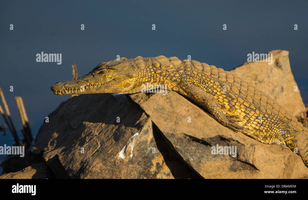 crocodile sunbathing at mankwe dam Stock Photo - Alamy