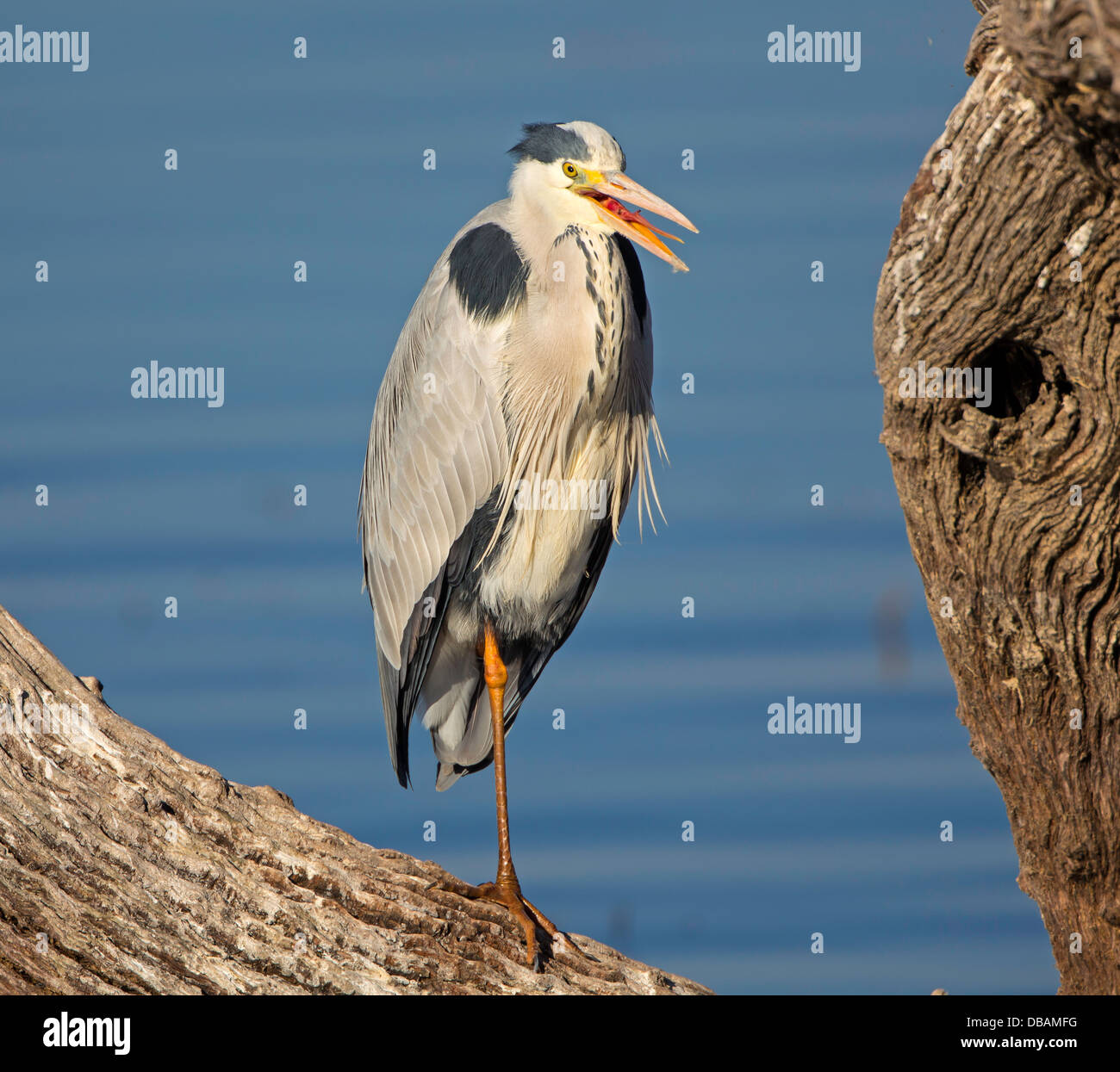 grey heron yawning at mankwe dam Stock Photo - Alamy